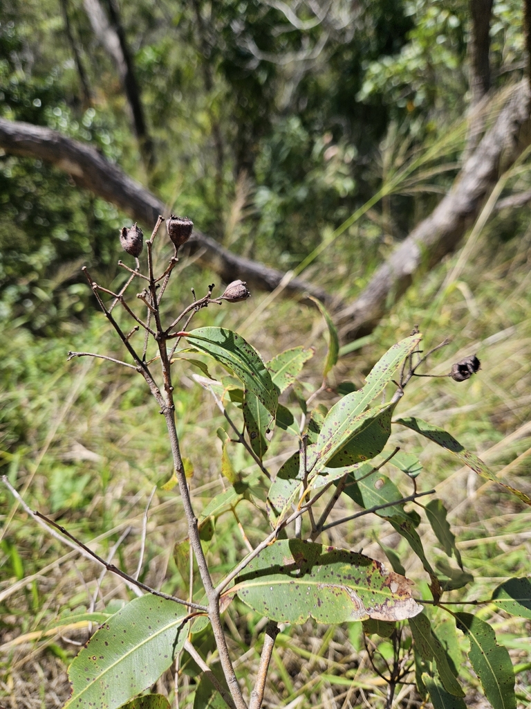 Rough-barked Apple from Rangeville QLD 4350, Australia on April 11 ...