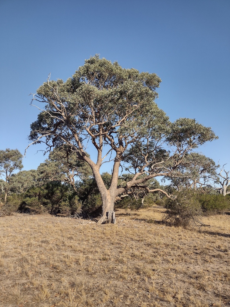 Silver Dollar Gum from Little River VIC 3211, Australia on March 16 ...