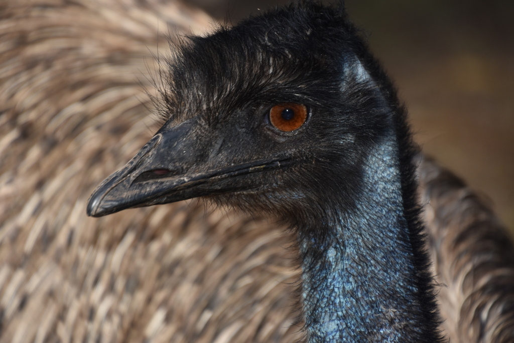 Emu from Tower Hill VIC 3283, Australia on April 11, 2024 at 10:31 AM ...