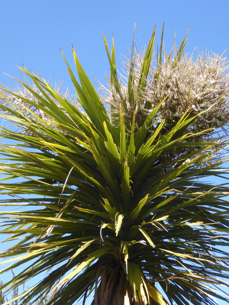 New Zealand cabbage tree from 16 Virginia Heights, Otamatea, Whanganui ...