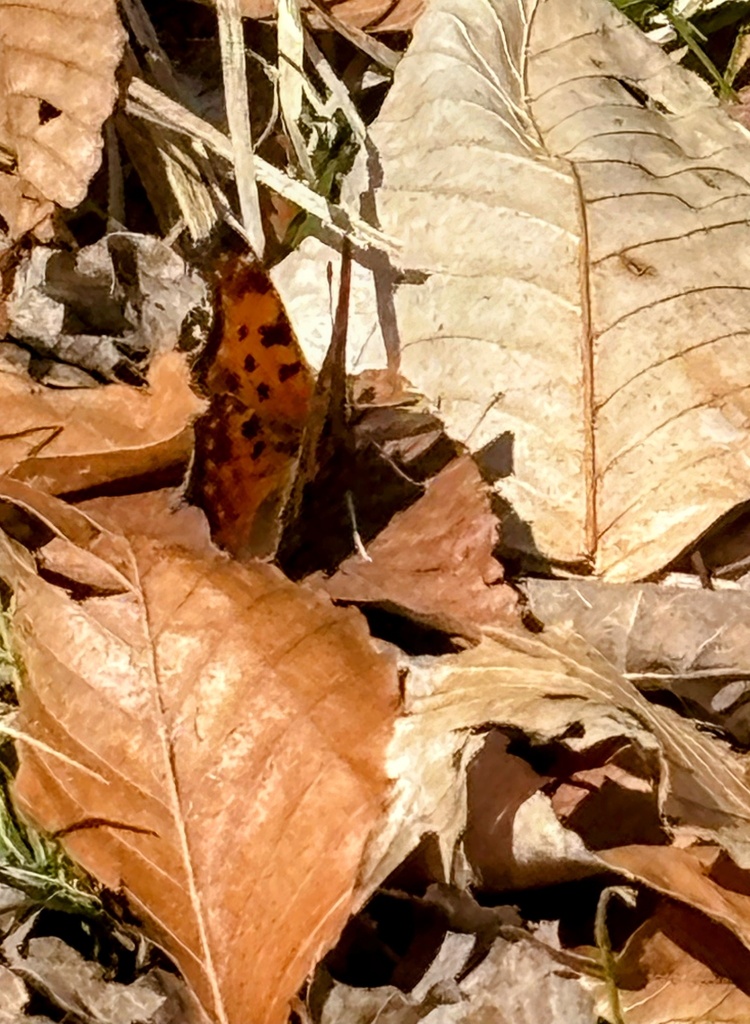 Eastern Comma from Mark S. Burnham Provincial Park, Otonabee-South ...