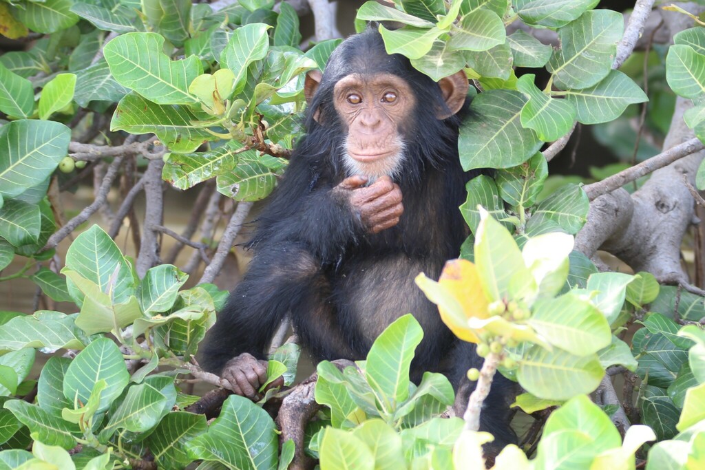 West African Chimpanzee in April 2024 by Luke Smith · iNaturalist
