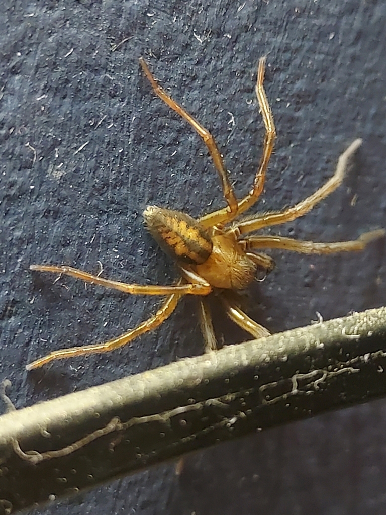 Callobius from Rumney, NH 03266, USA on April 10, 2024 at 11:13 PM by ...