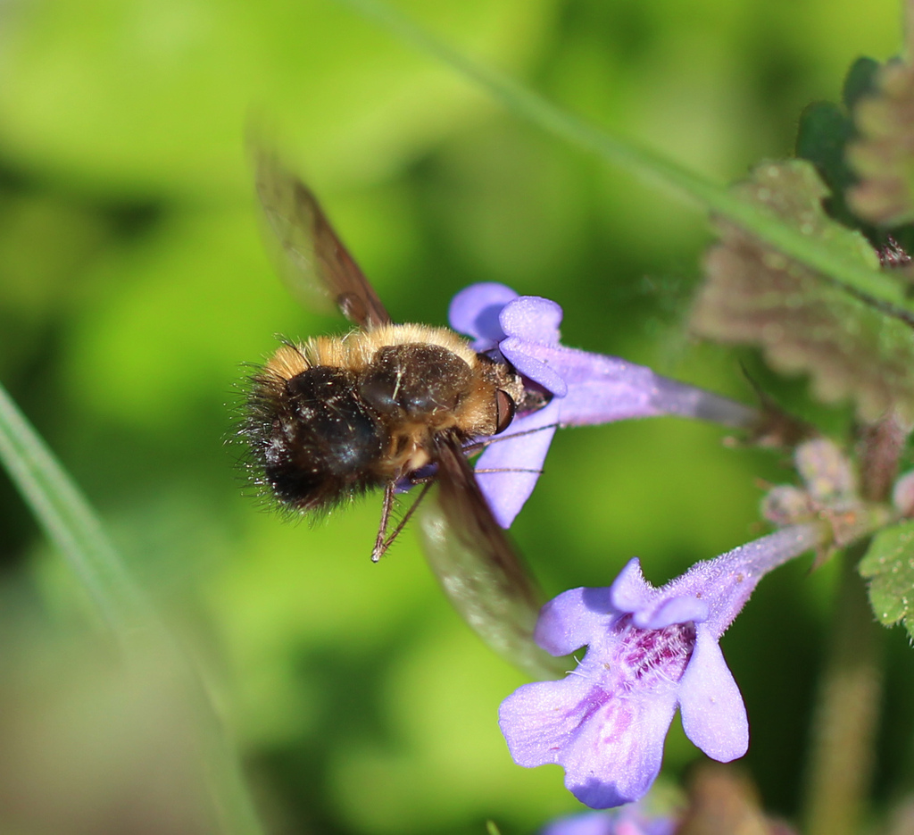 Dotted Bee Fly from Bratislava, Slovensko on April 11, 2024 at 12:27 PM ...