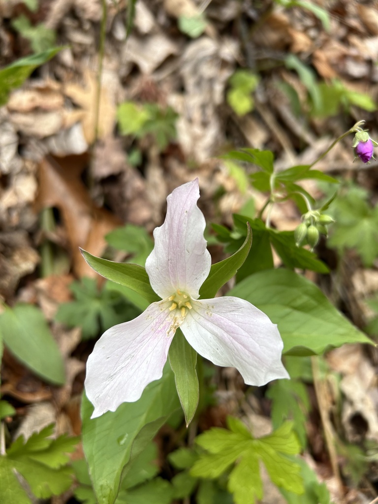 large white trillium from Great Smoky Mountains National Park ...