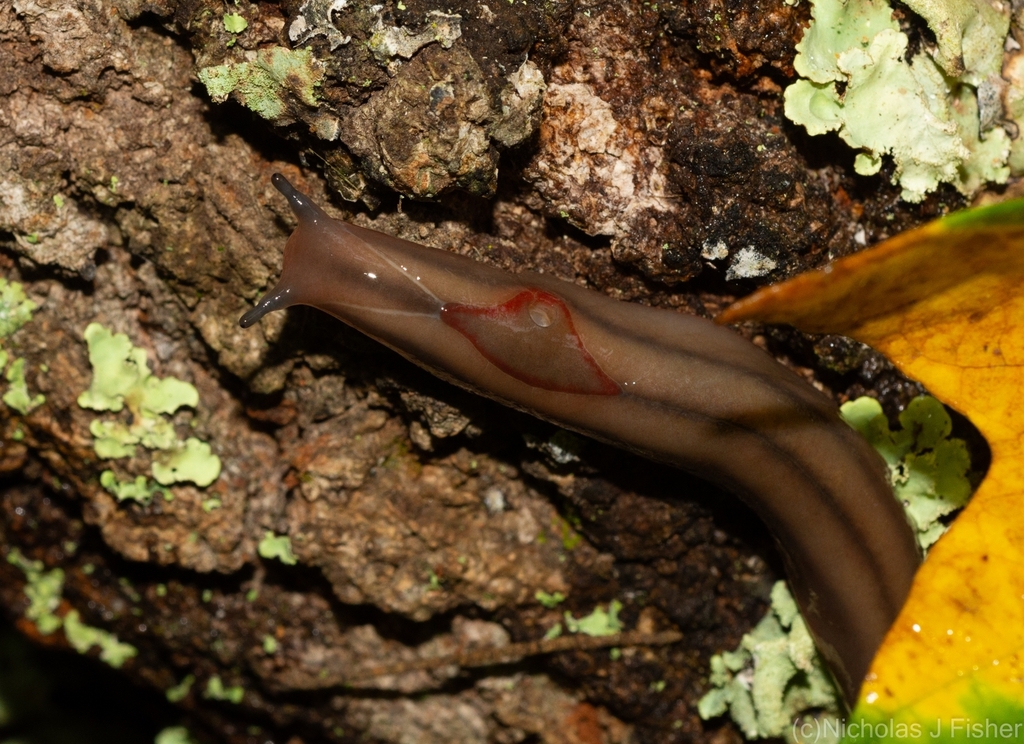 Red Triangle Slug from Tamborine Mountain QLD 4272, Australia on March ...