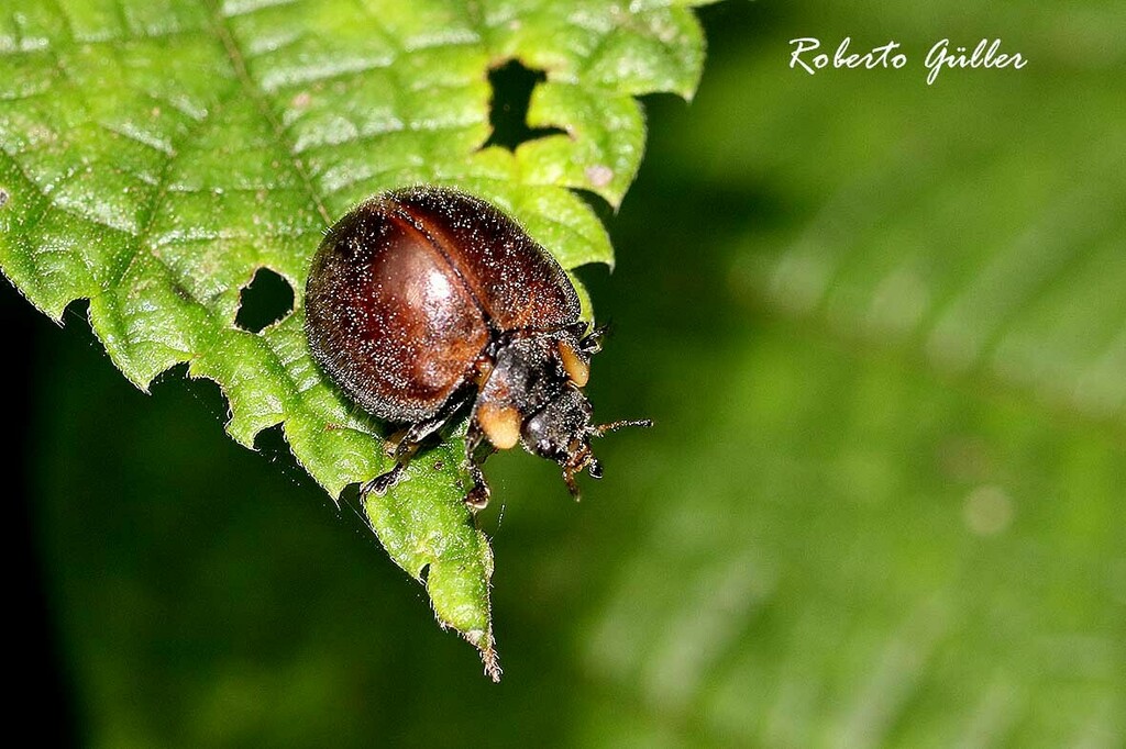 Epilachna pastica from Ledesma, Jujuy, Argentina on March 14, 2024 at ...