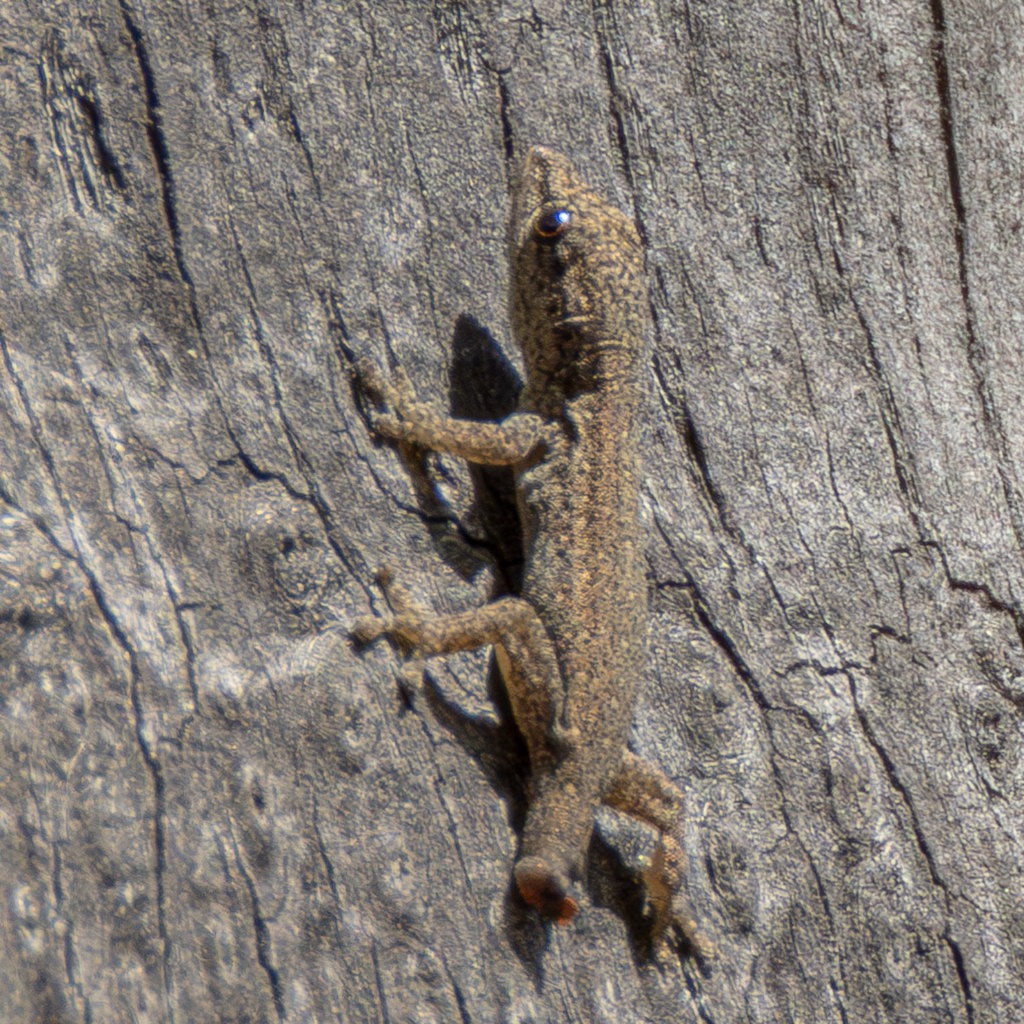 Common Dwarf Gecko from Barberton, South Africa on March 23, 2024 at 10 ...