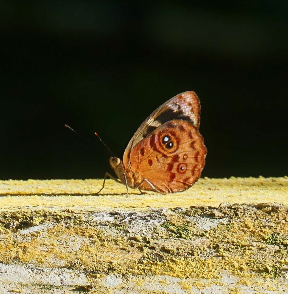 Eunica orphise from Río Claro, Jardín, Antioquia, CO on March 18, 2024 ...
