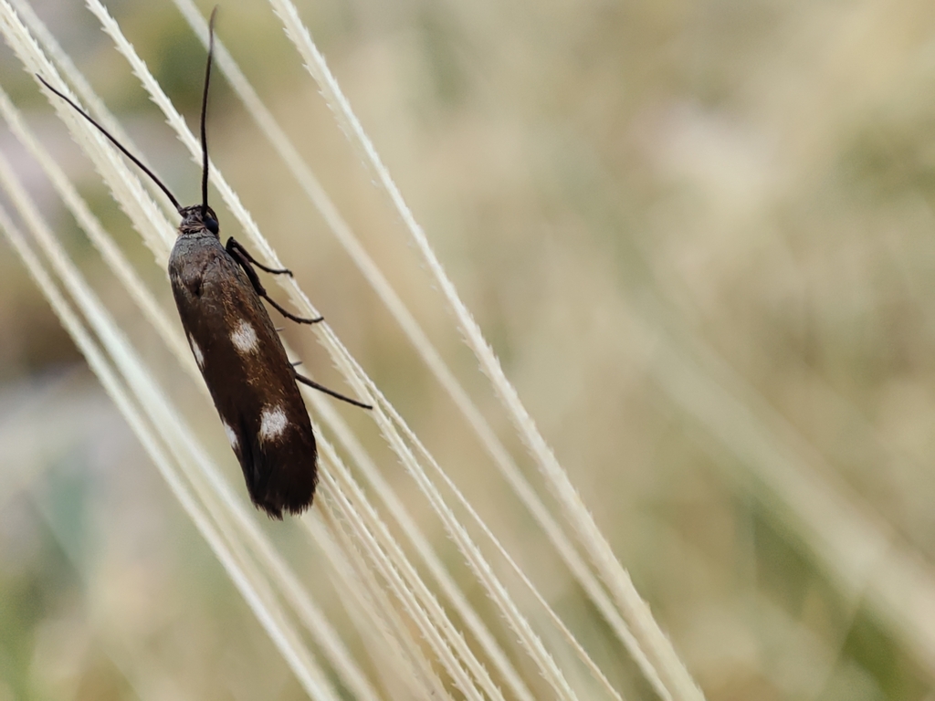Scythris flabella from טירת כרמל, ישראל on April 11, 2024 at 06:52 AM ...