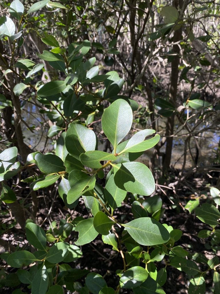 river mangrove from Boondall Wetlands Reserve, Nudgee Beach, QLD, AU on ...