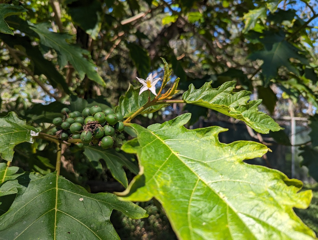 giant devil's-fig from Brisbane QLD, Australia on April 11, 2024 at 11: ...