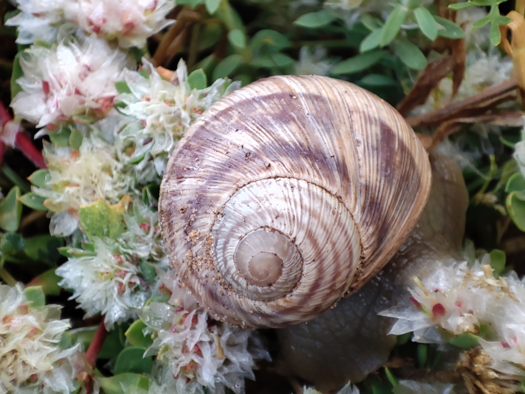 Levantine Field Snail from חוף הכרמל, ישראל on April 11, 2024 at 07:13 ...