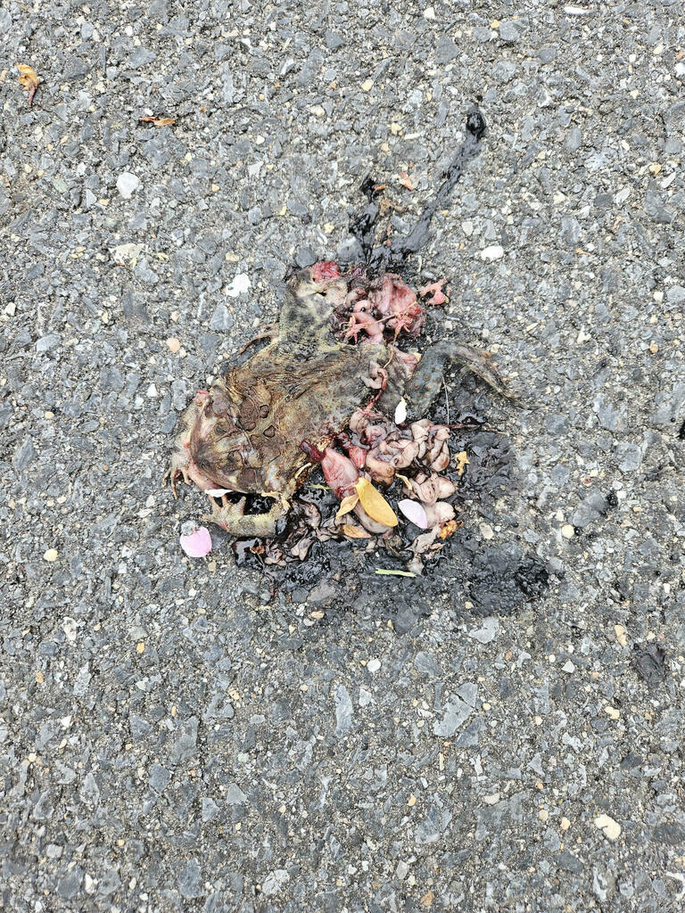 American Toad from Travilah, MD, USA on April 11, 2024 at 08:34 AM by ...