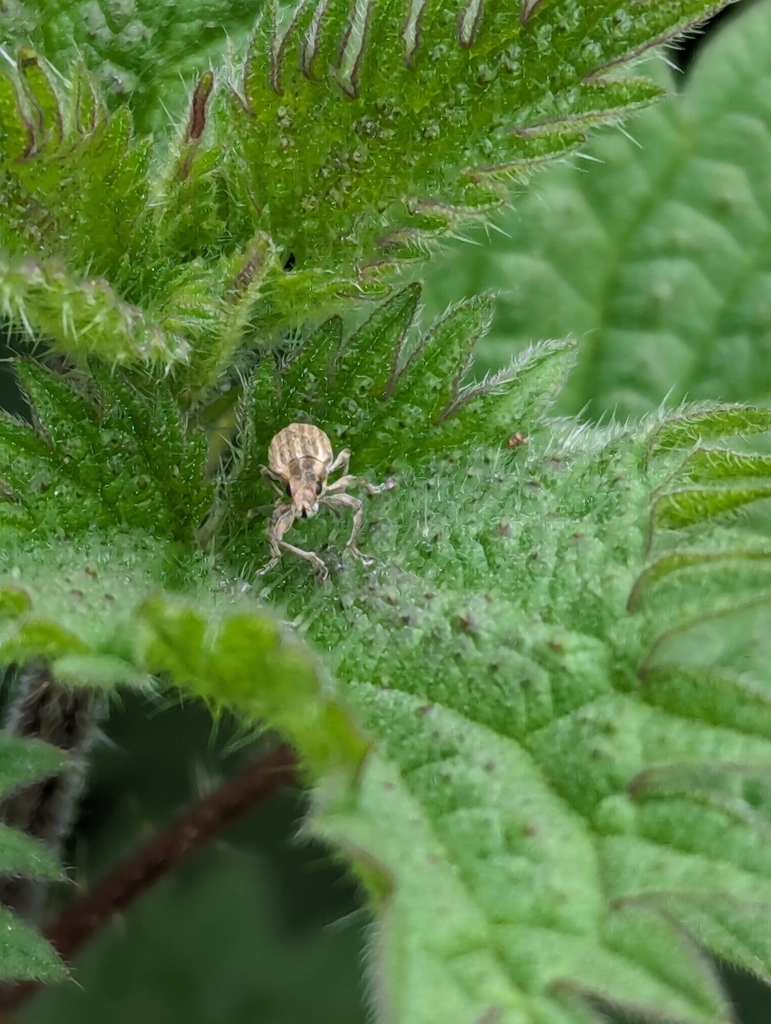 Pea Weevil from Dunnington, York YO19, UK on April 11, 2024 at 12:18 PM ...