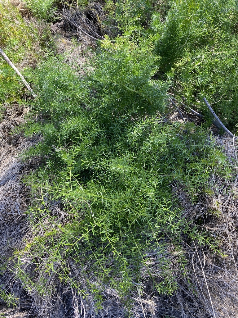 African Asparagus from Boondall Wetlands Reserve, Nudgee Beach, QLD, AU ...