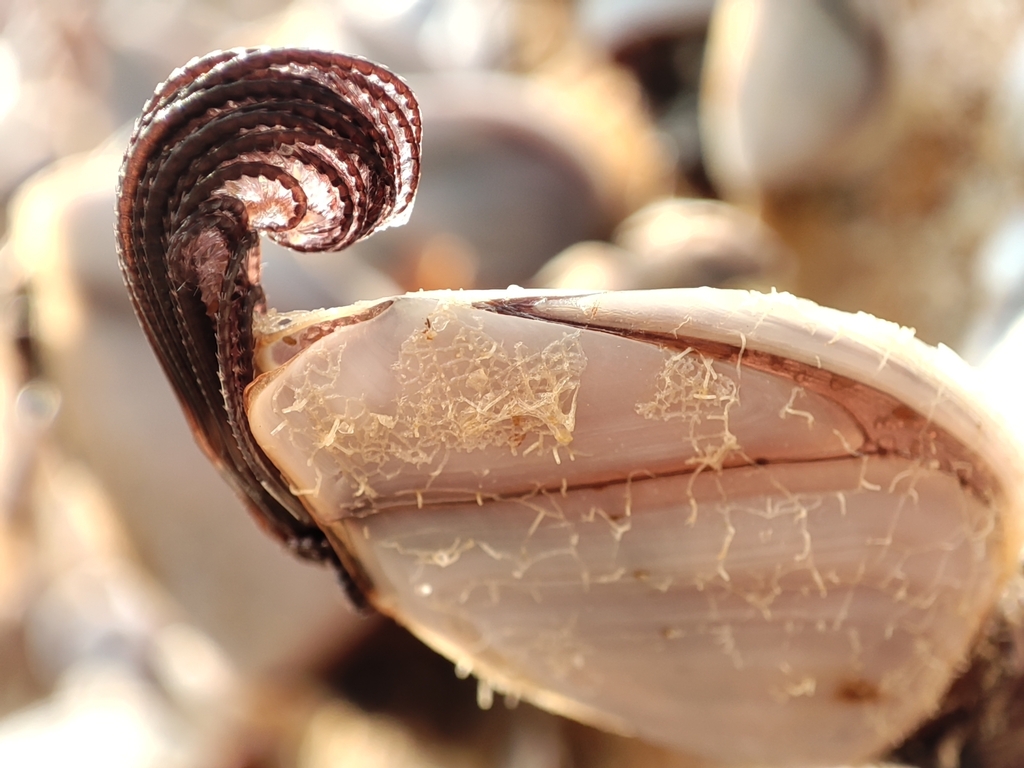 Pelagic Gooseneck Barnacle from ישראל on April 11, 2024 at 08:12 AM by ...