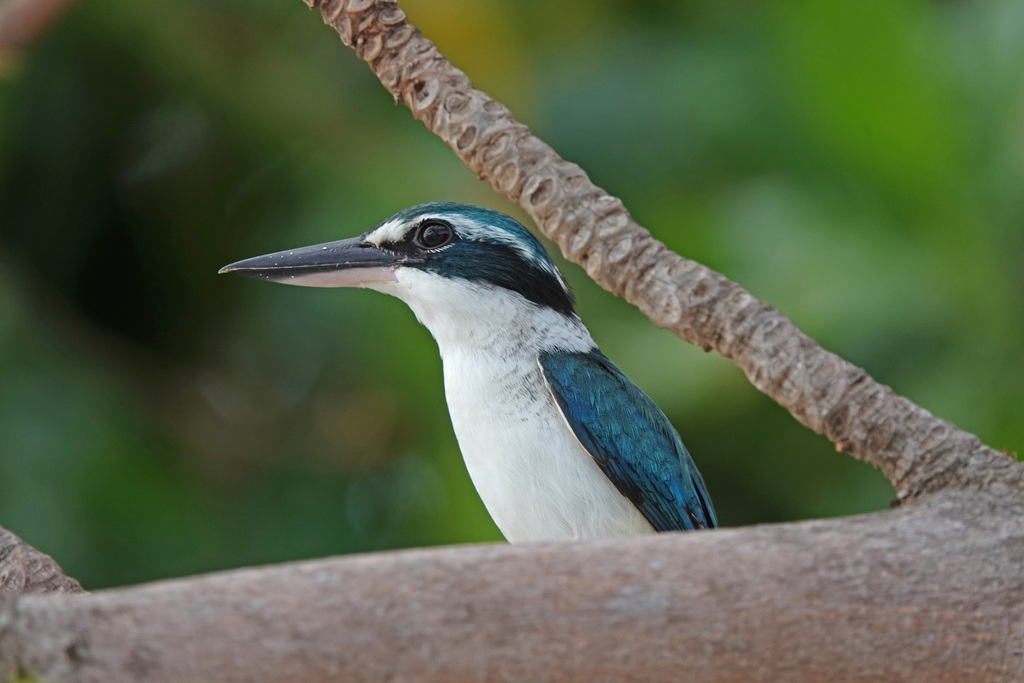 Pacific Kingfisher from Ba, Fiji on August 27, 2023 at 04:30 PM by Enot ...