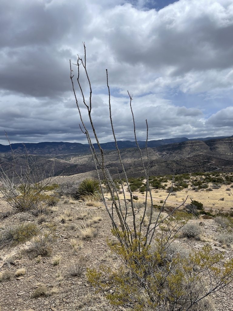 ocotillo from Lincoln National Forest, La Luz, NM, US on March 30, 2022 ...