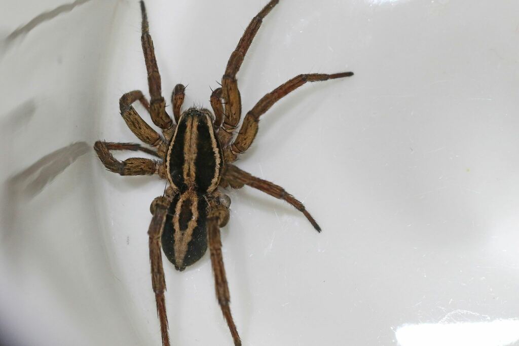 Venatrix furcillata from Freeburgh VIC 3741, Australia on April 7, 2024 ...