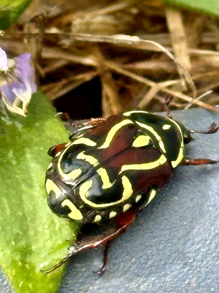Fiddler Beetle from Potter St, Black Rock, VIC, AU on January 6, 2024 ...