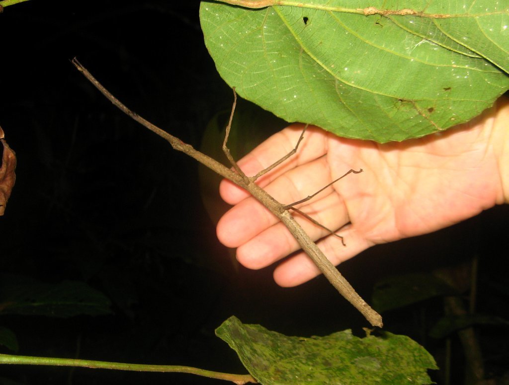 Lonchodes species (Stick Insects of Southern Africa) · iNaturalist