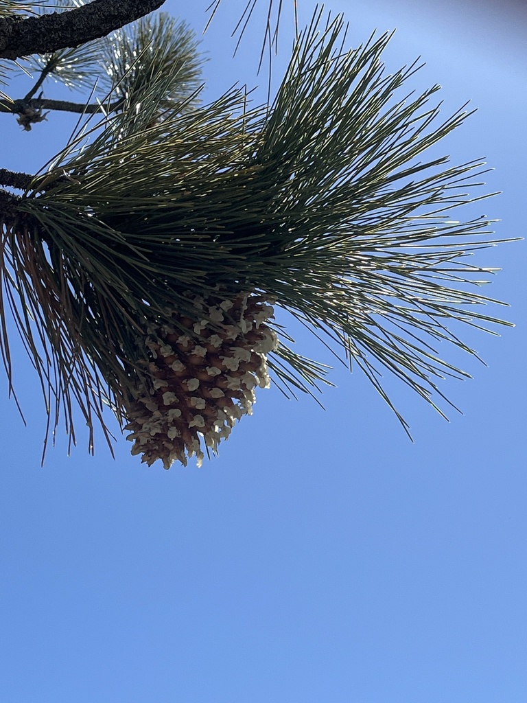 Coulter pine from San Bernardino National Forest, Idyllwild, CA, US on ...