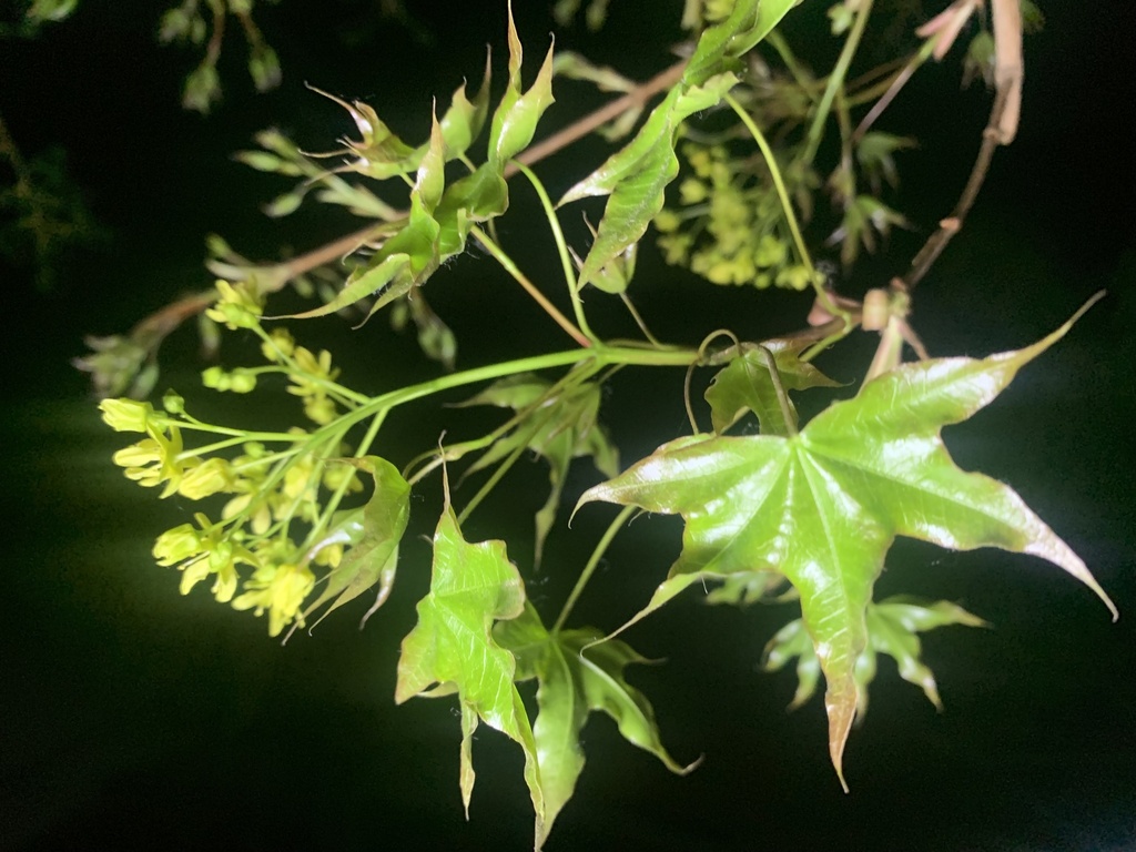 Shandong Maple in April 2024 by pelican4160 · iNaturalist
