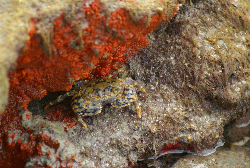 Redfinger Rubble Crab from Areia Branca - RN, Brasil on January 23 ...