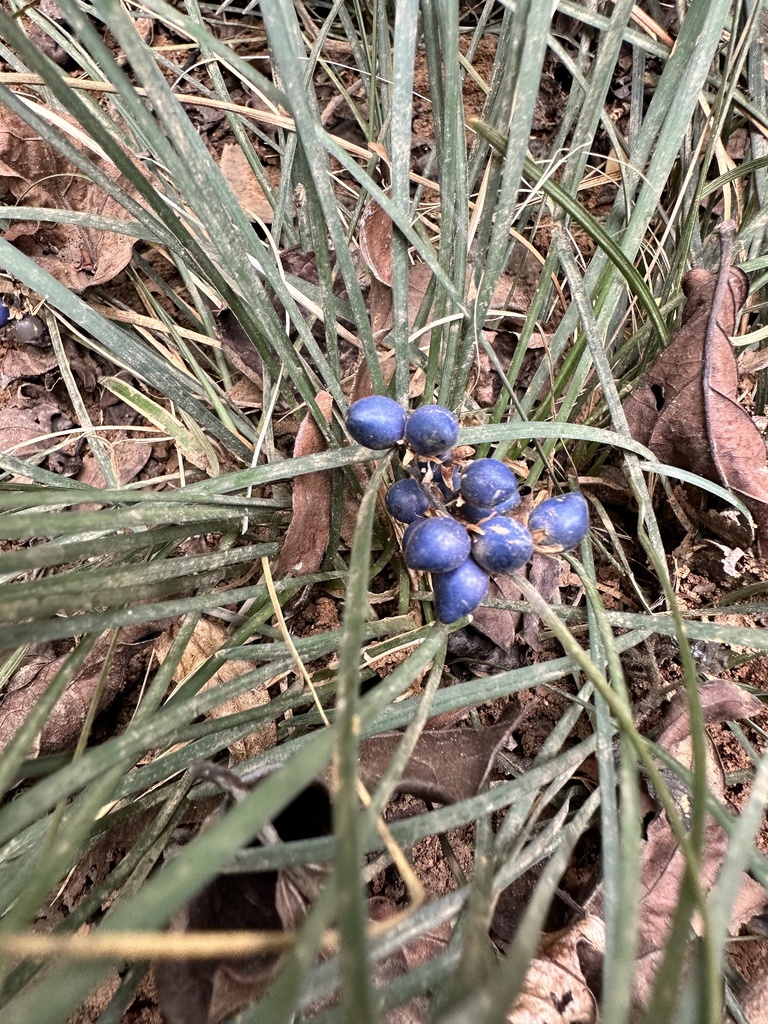 Dwarf Lily-turf from 壽山國家自然公園, 鼓山區, KHH, TW on April 11, 2024 at 09:52 ...