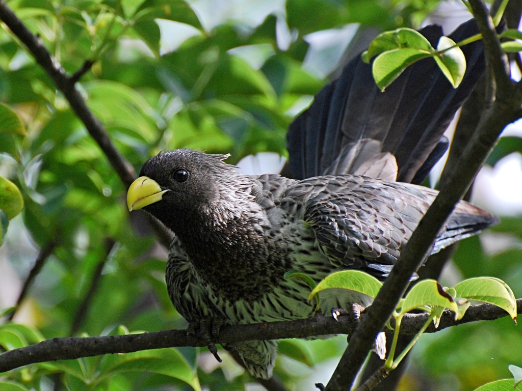 Western Plantain-eater (Crinifer piscator) - Avian Discovery