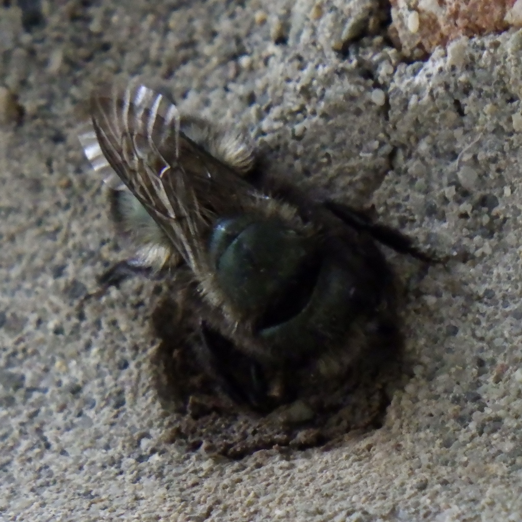 Mason Bees from Spokane County, WA, USA on April 8, 2024 at 12:03 PM by ...