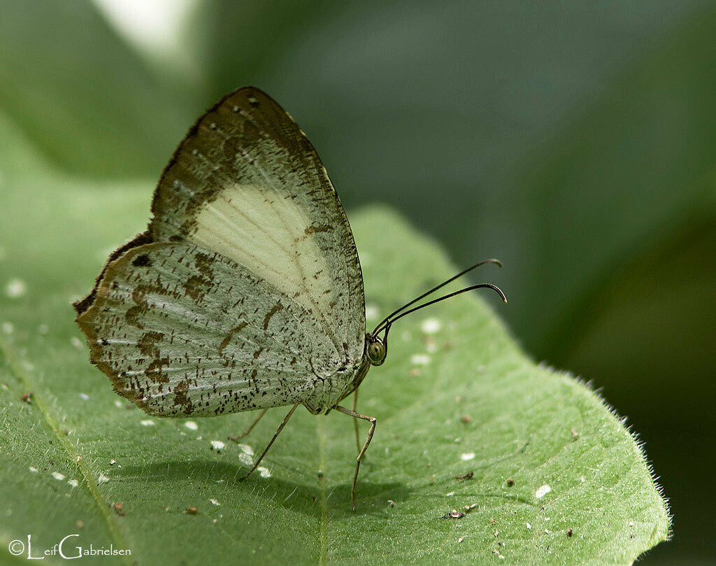 Allotinus punctatus from Cinchona Forest Reserve Station, Kaatuan ...