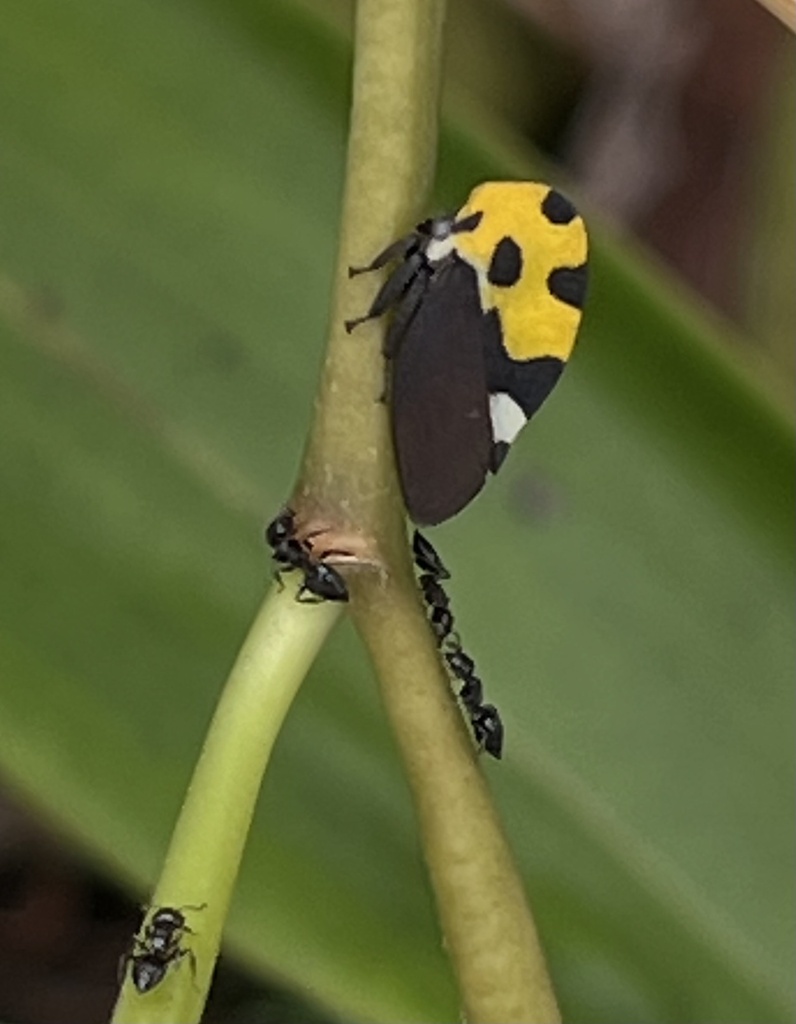 Mexican Treehopper from Calle Eacuela, San Jose, Heredia, CR on April 7 ...