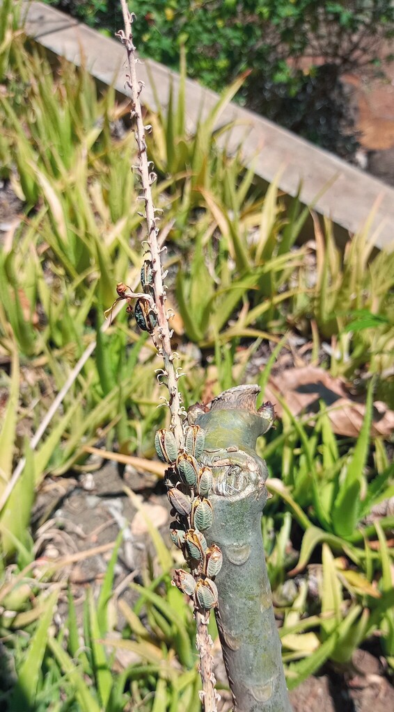 aloe vera from Rivière Noire District, Mauritius on October 7, 2021 at ...
