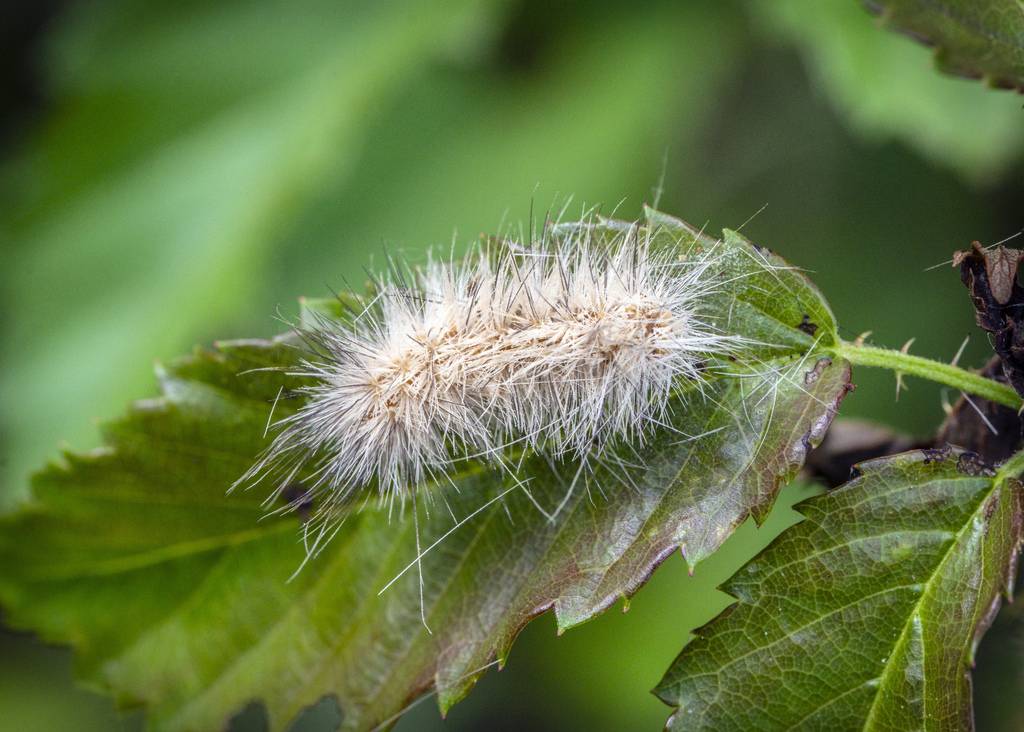 Tiger Moths from Shadow Creek Ranch, Pearland, TX, USA on April 7, 2024 ...