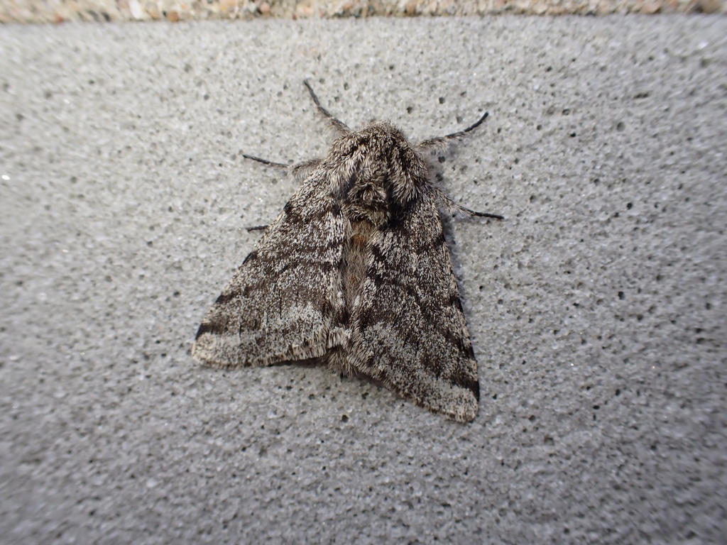 Stout Spanworm Moth from Outaouais, QC, Canada on April 11, 2024 at 09: ...