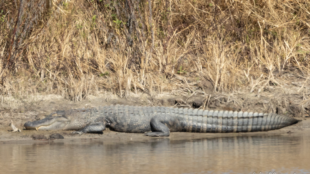American Alligator in November 2023 by jefflewisnature. Alligator River ...