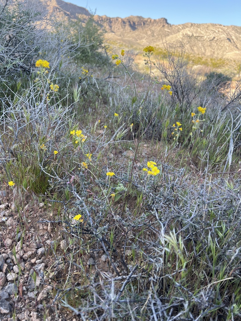 Moapa Bladderpod from Las Vegas, NV, US on April 11, 2024 at 07:36 AM ...