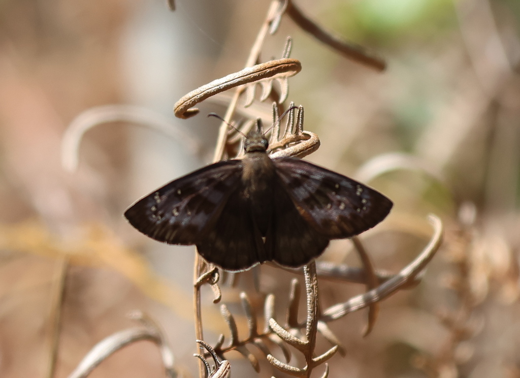 Florida Duskywing in April 2024 by jugbayjs · iNaturalist