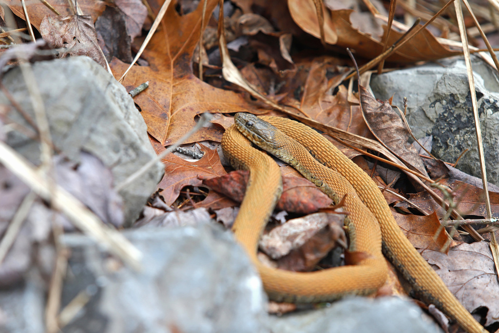 Common Watersnake from Kingsport, TN, USA on April 10, 2024 at 04:59 PM ...
