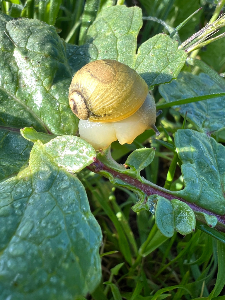Green Garden Snail from San Francisco Bay Trail, Albany, CA, US on ...