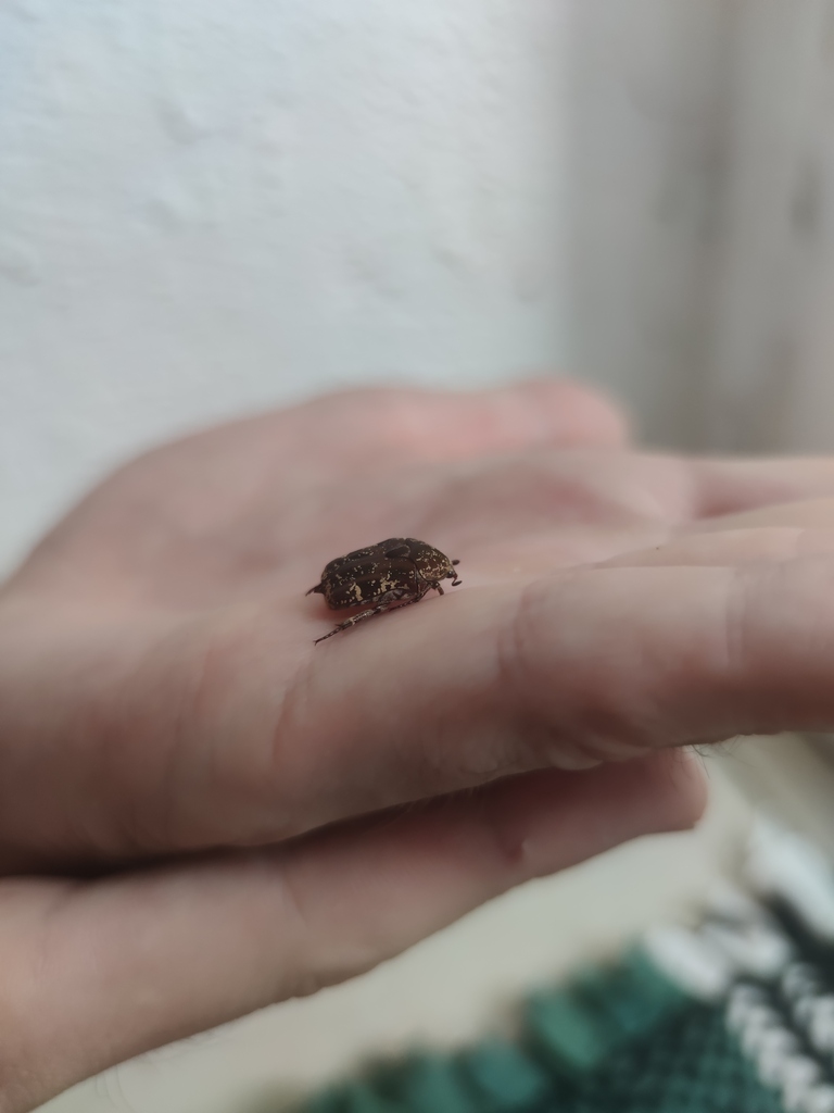 Mango Flower Beetle from Sada, Mayotte on April 2, 2024 at 12:19 PM by ...