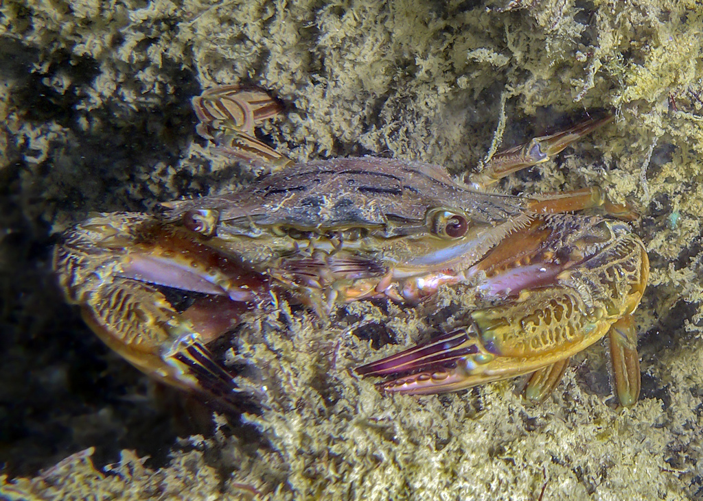 Four-lobed Swimming Crab from North Coogee, WA, AU on February 26, 2019 ...