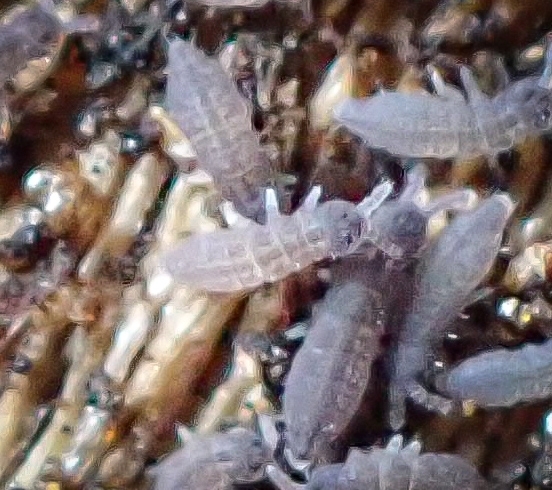 Plump Springtails from Tipton Ford Fishing Access on April 6, 2024 by ...