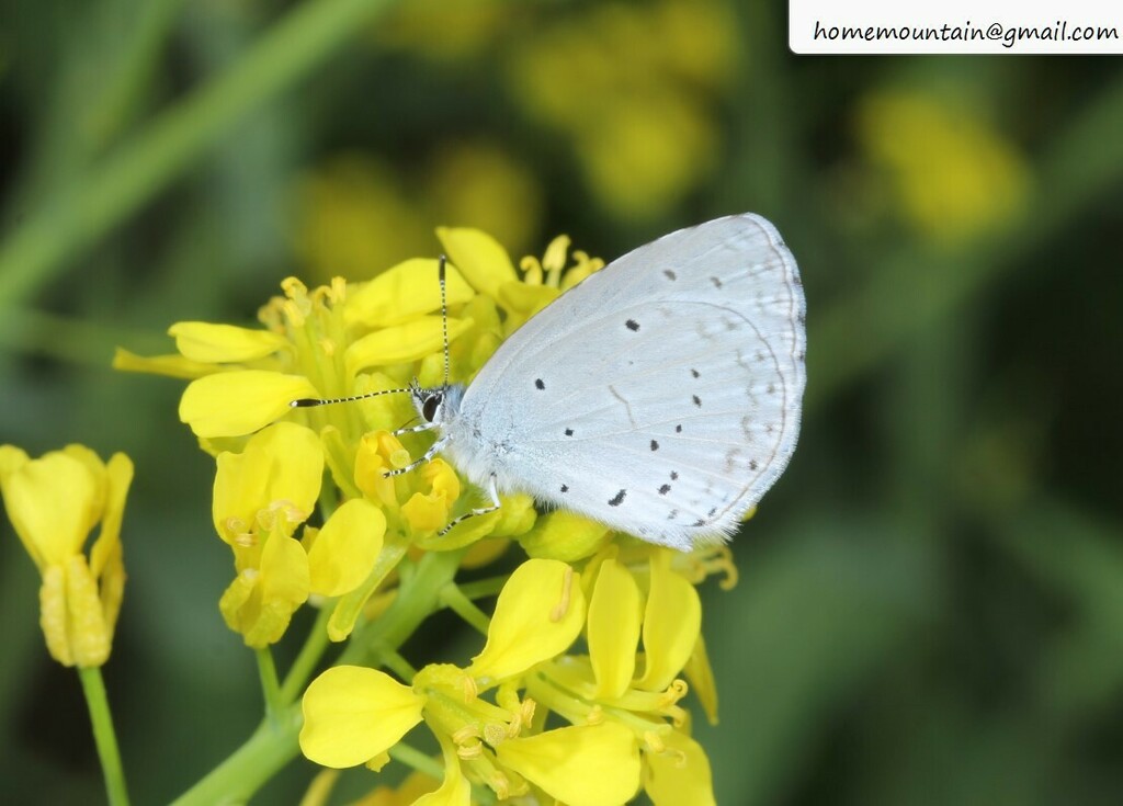 Holarctic Azures in April 2024 by Homemountain/Shan Gui · iNaturalist