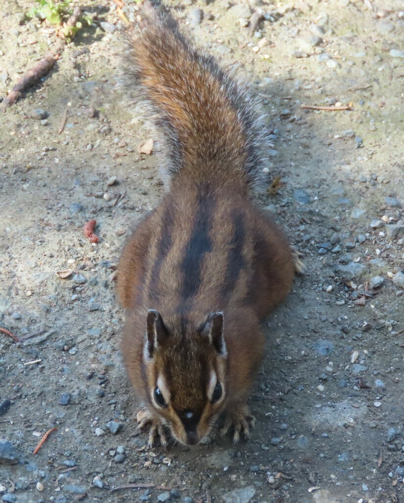 Townsend's Chipmunk from Anacortes, WA, USA on April 10, 2024 at 11:30 ...