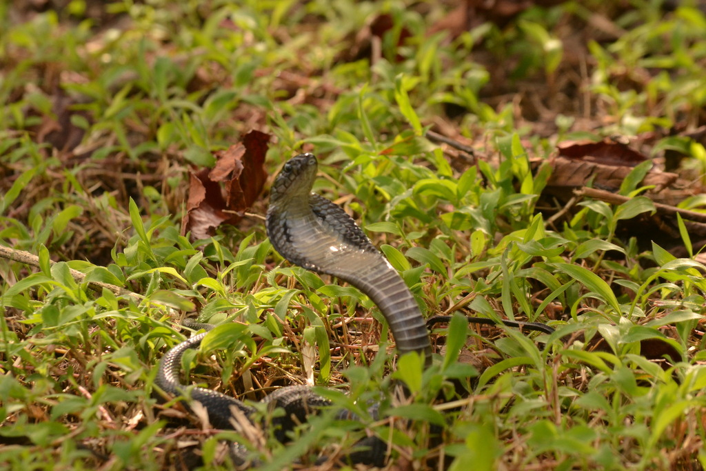 Andaman Cobra from Garacharama, Port Blair, Andaman and Nicobar Islands ...