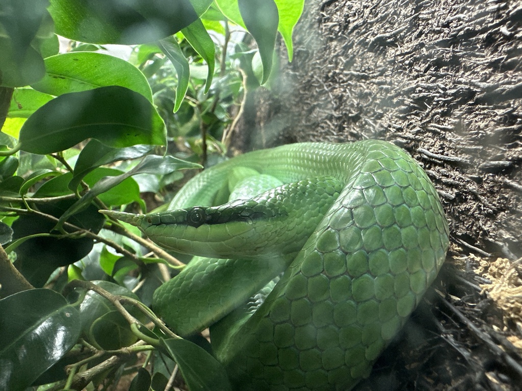 Rhino Rat Snake from Sciencenter, Ithaca, NY, US on April 11, 2024 at ...