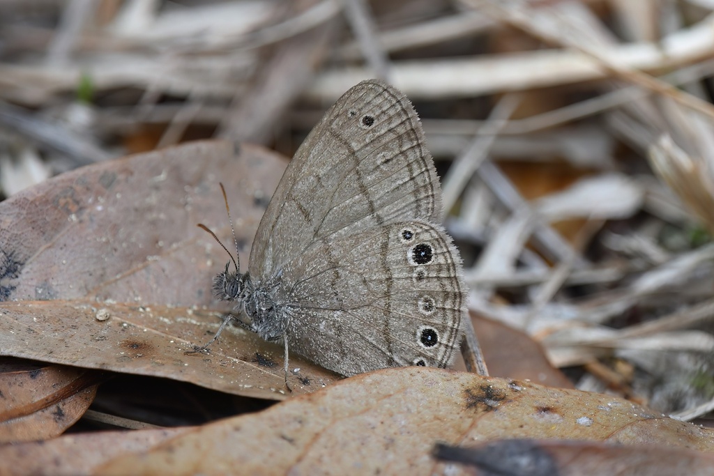 Intricate Satyr from Santa Rosa County, FL, USA on April 1, 2024 at 11: ...